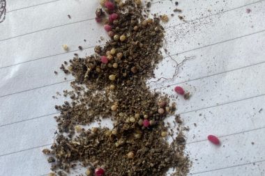 #Battling Ground Pearl Infestations in Australian Bowling Greens
